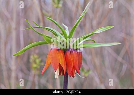 Crown Imperial Lily, Fritillaria imperialis. Growing in Front of Kew ...