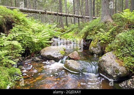 Camping site at Kalsviken in Skuleskogen National Park, Sweden Photo ...