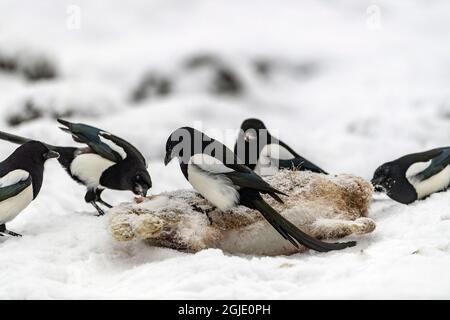 Magpie (Pica pica) Photo: Ola Jennersten / TT code 2754 Stock Photo - Alamy
