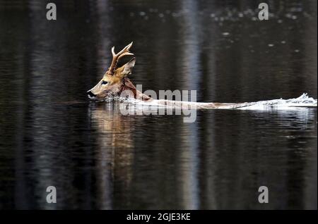 Roe buck swimming in a lake Photo: Alf Linderheim / TT / code 2731 ...