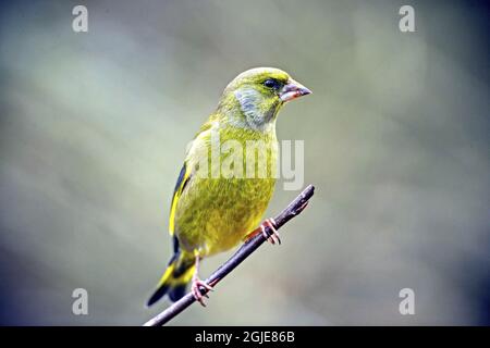 Greenfinch (Carduelis chloris) Photo: Bengt Ekman / TT / code 2706 ...
