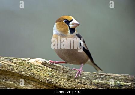 Hawfinch (Coccothtraustes coccothraustes) Photo: Bengt Ekman / TT ...