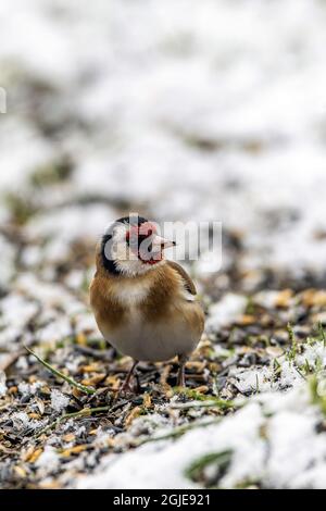 Goldfinch (Carduelis carduelis) Photo: Ola Jennersten /TT / code 2754 ...