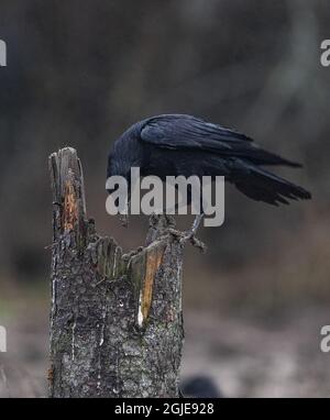 Raven (Corvus corax) Photo: Ola Jennersten / TT / code 2754 Stock Photo ...