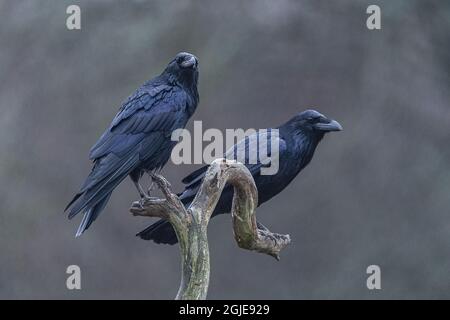 Raven (Corvus corax) Photo: Ola Jennersten / TT / code 2754 Stock Photo ...