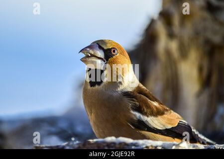 Hawfinch (Coccothraustes coccothraustes) Photo: Ola Jennersten / TT ...