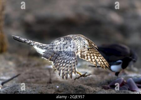 Gose hawk (Accipiter gentilis) Photo: Ola Jennersten /TT / code 2754 ...