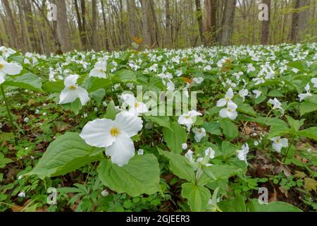 Large-flowered Trillium flowers in spring on forest floor, Michigan ...