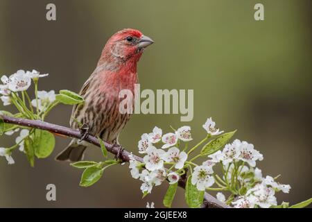 Male house finch in breeding plumage, Michigan Stock Photo - Alamy