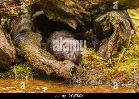 USA, Minnesota, mink in log, captive Stock Photo - Alamy