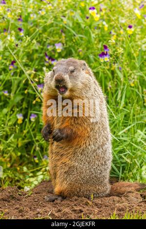 USA, Minnesota, Pine County. Adult woodchuck eating and kits. Credit as ...