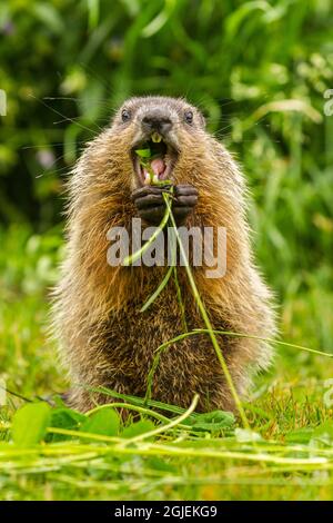 USA, Minnesota, woodchuck, captive Stock Photo - Alamy