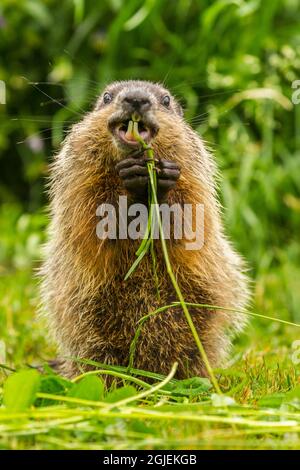 USA, Minnesota, Pine County. Adult woodchuck eating and kits. Credit as ...