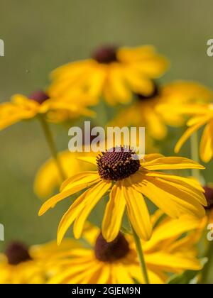 Diamond Grove Prairie Conservation Area, Diamond, Missouri Stock Photo ...