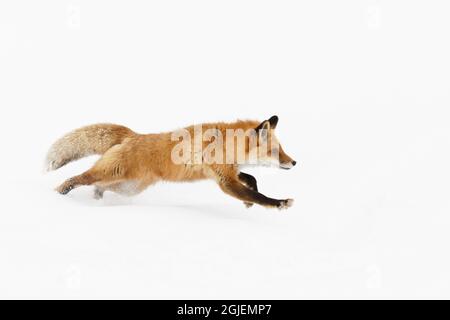 Red fox running in winter Stock Photo - Alamy