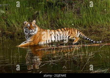 Siberian Tiger Cooling-Off Stock Photo - Alamy