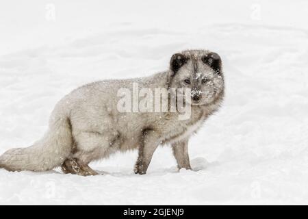 Silver fox in snow, a melanism form of the red fox Stock Photo - Alamy