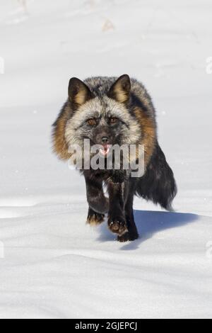 Cross fox a partially melanism form of the red fox, Montana Stock Photo ...
