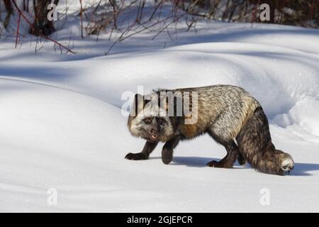 Cross fox a partially melanism form of the red fox, Montana Stock Photo ...