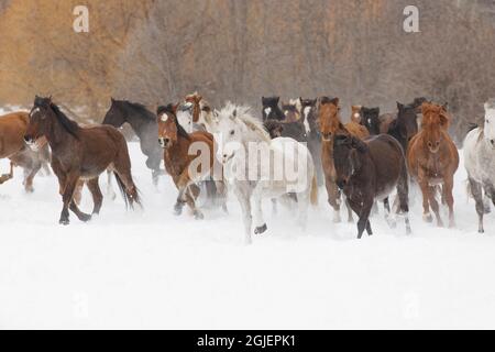 Rodeo horses running during winter roundup, Kalispell, Montana Stock ...