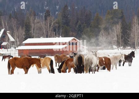 Rodeo horses running during winter roundup, Kalispell, Montana Stock ...