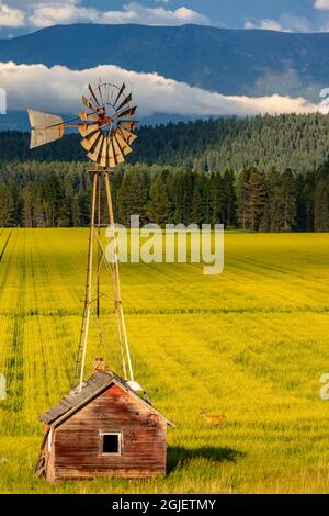 Flowering canola in the Flathead Valley, Montana, USA Stock Photo - Alamy