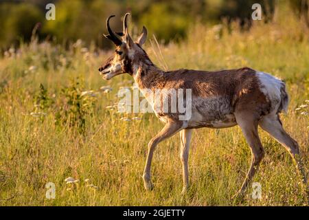 Antelope at National Bison Range in MT Stock Photo - Alamy