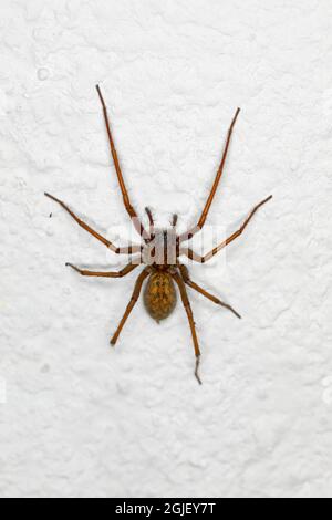House angle spider (Tegenaria domestica), spider web, house wall ...