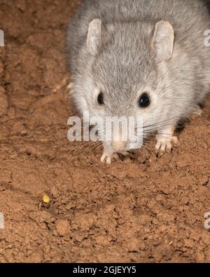 Southern Plains Woodrat, Neotoma micropus, East Mountains, New Mexico ...