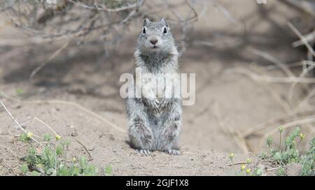 Belding's ground squirrel in Oregon Stock Photo - Alamy