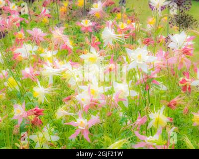 USA, Oregon, Salem. Columbine in multiple colors in garden with Bearded ...
