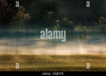 Foggy meadow at sunrise, Cades Cove, Smoky Mountains National Park ...