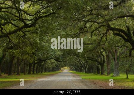 Oak Alley, Wormsloe Plantation, Savannah, Georgia, USA Stock Photo - Alamy