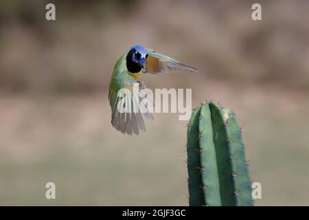 Green Jay in flight, Rio Grande Valley, Texas Stock Photo - Alamy