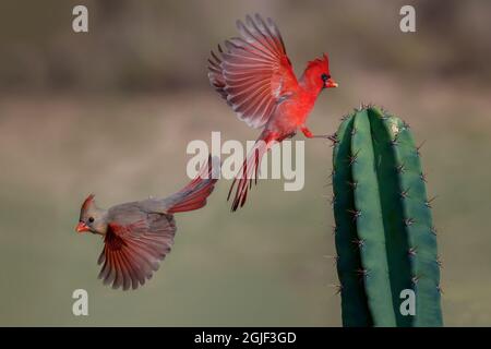 Male and female Northern Cardinals. Rio Grande Valley, Texas Stock ...