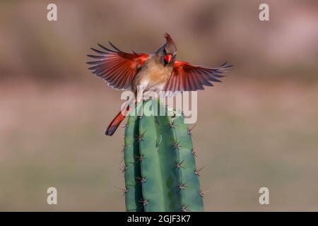 Northern Cardinal (Cardinalis Cardinalis) female landing on cactus ...
