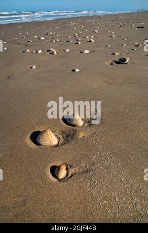 Shell South Padre Island Stock Photo - Alamy