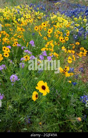Slender Greenthread (Thelesperma simplicifolium) and Wright's Vervain ...