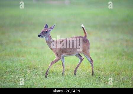 White-tailed Deer flagging her tail (Odocoileus virginianus Stock Photo ...