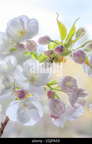 USA, Washington State, Seabeck. Cherry tree blossoms. Credit as: Don ...