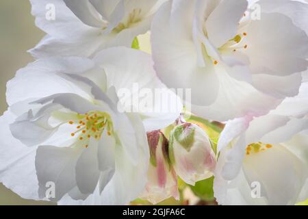 USA, Washington State, Seabeck. Cherry tree blossoms. Credit as: Don ...