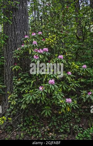 Rhododendron in flower, Washington, USA Stock Photo - Alamy