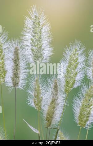 USA, Washington State, Seabeck. Grass seed-heads close-up Stock Photo ...