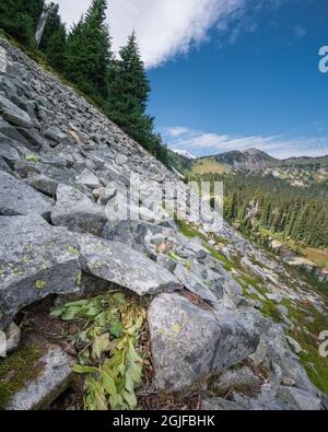 American Pika (Ochotona princeps) at hay pile, Bridger-Teton National ...