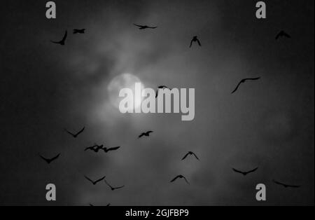 Full moon night with crows Stock Photo - Alamy