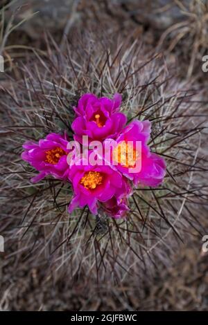 USA, Washington State. Simpson's Hedgehog Cactus (Pediocactus simpsonii ...