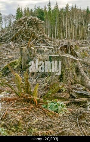 Clear-cut logging and piles of logging debris on the Olympic Peninsula ...