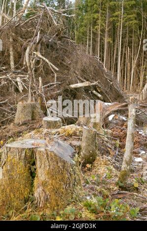 Clear-cut logging and piles of logging debris on the Olympic Peninsula ...