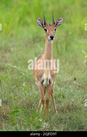 An Oribi ( Ourebia ourebi) in Murchison Falls National Park Stock Photo ...