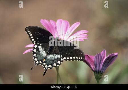Washington State, Seattle. Butterfly, Spicebush Swallowtail Stock Photo ...